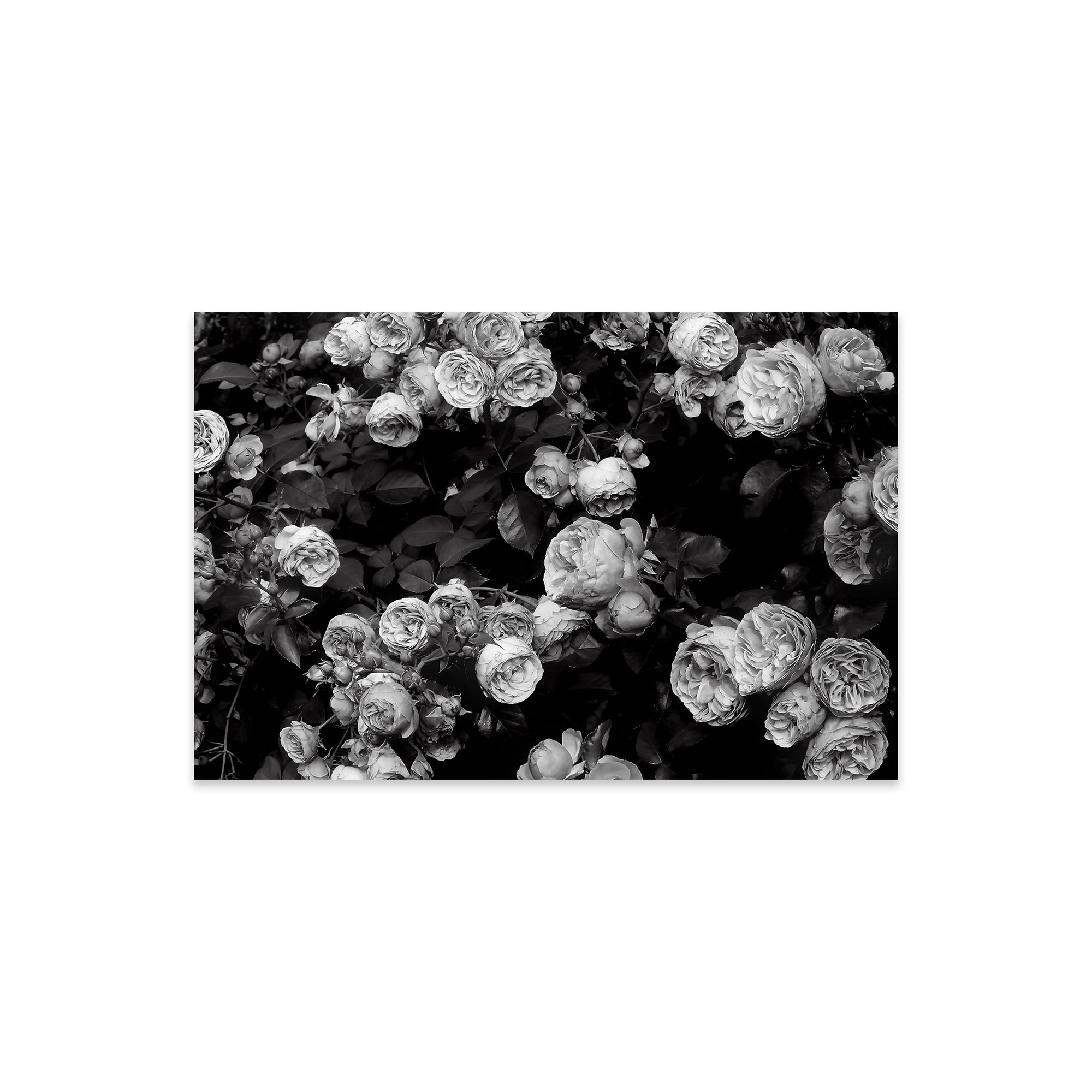 Winston Porter Roses by Sisi & Seb - No Frame Painting - Wayfair Canada